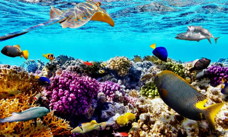 Great Barrier Reef: Life Among the World's Largest Coral System ...