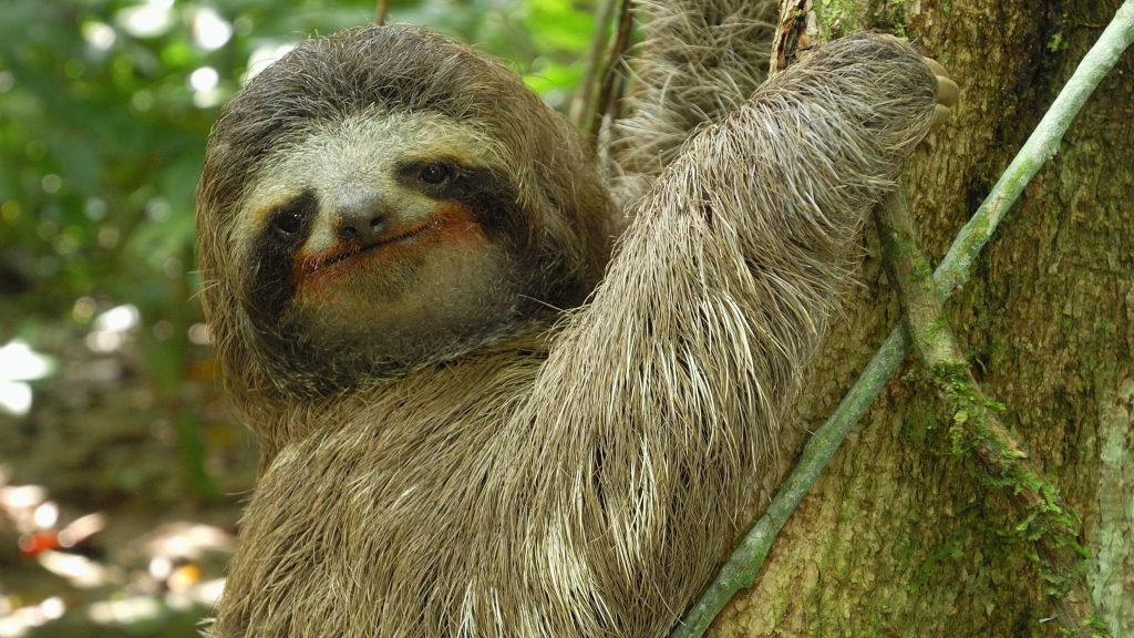 Sloths: The Slow-Moving Mammals of the Rainforest - Little Cellist